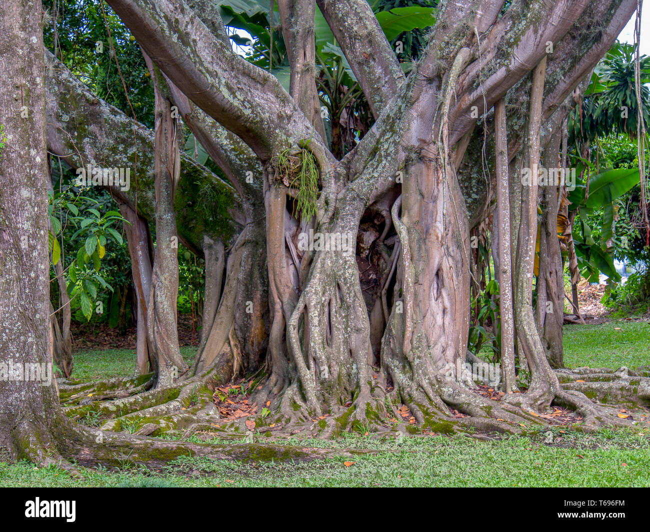 The amazing and intricate beauty of a ficus altissima - council tree ...
