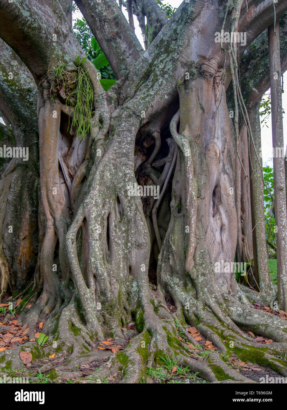 The amazing and intricate beauty of a ficus altissima - council tree ...