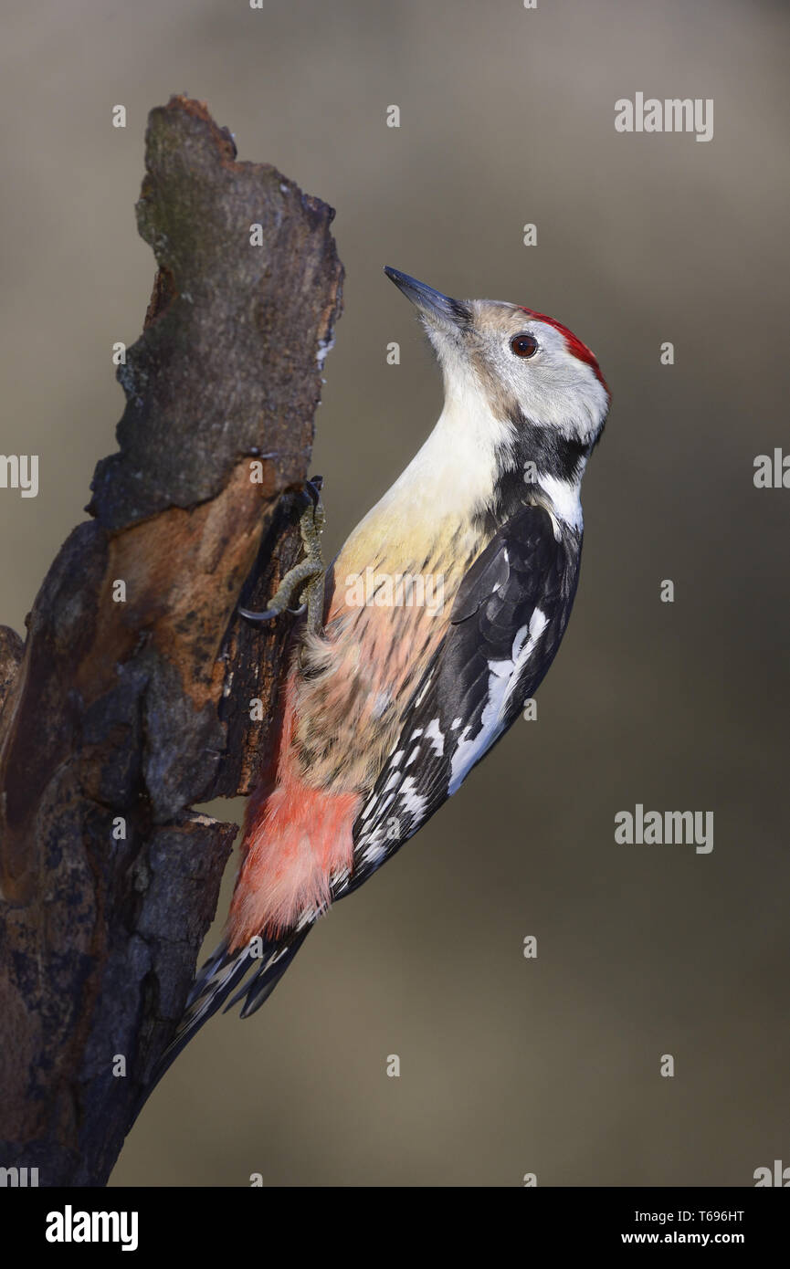 medium spotted woodpecker, Leiopicus medius, Dendrocopos medius ...