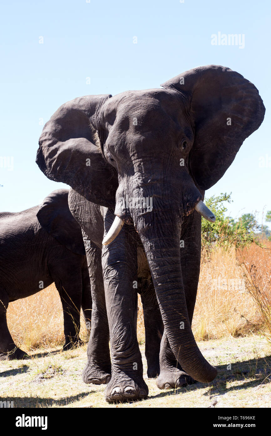 Elephant heard hi-res stock photography and images - Alamy
