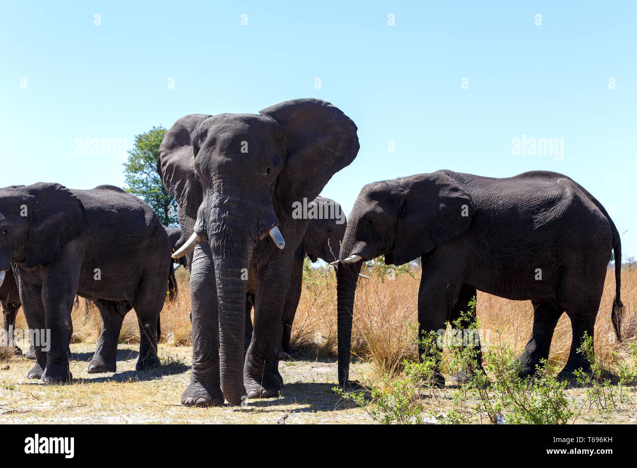 Heard of elephants hi-res stock photography and images - Alamy