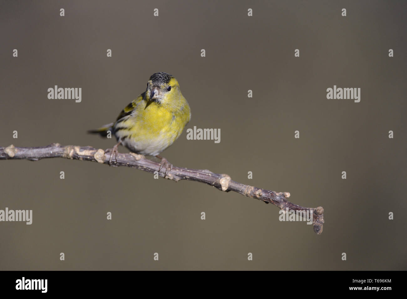 Spinus spinus hi-res stock photography and images - Alamy