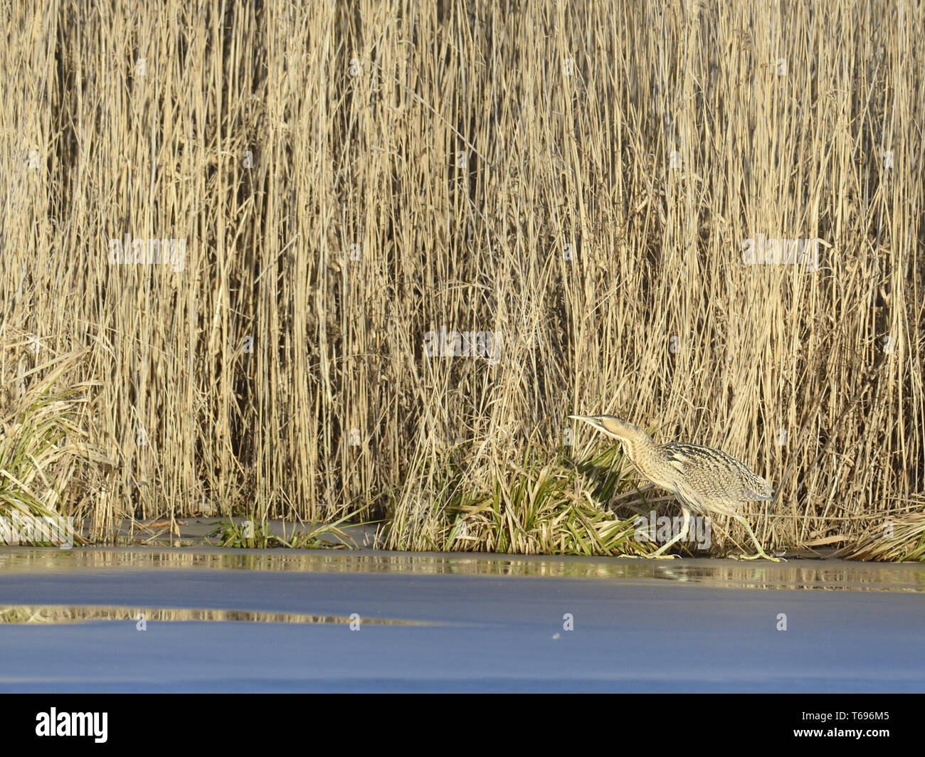 Common bittern, Botaurus stellaris Stock Photo - Alamy