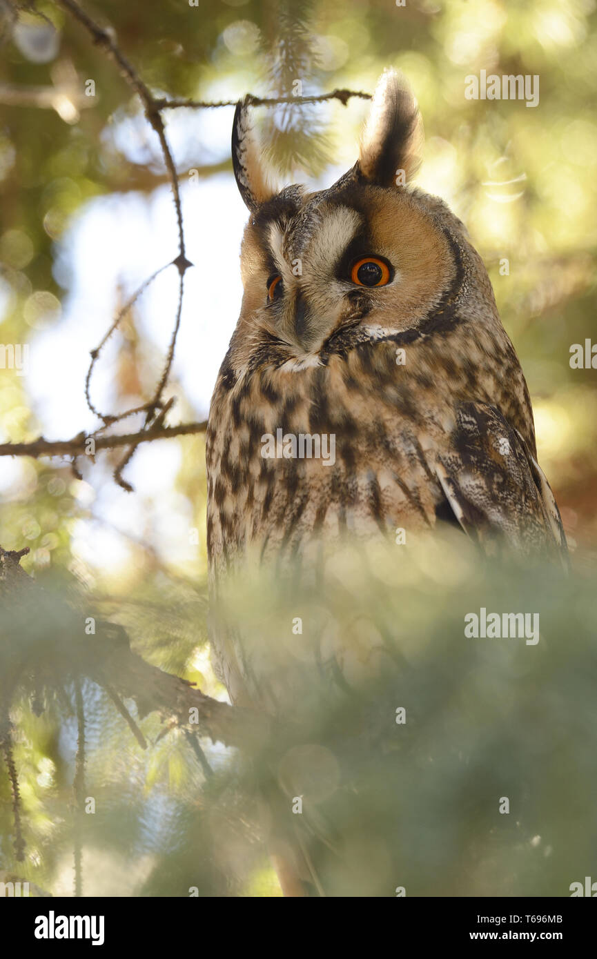 Owls europe hi-res stock photography and images - Alamy