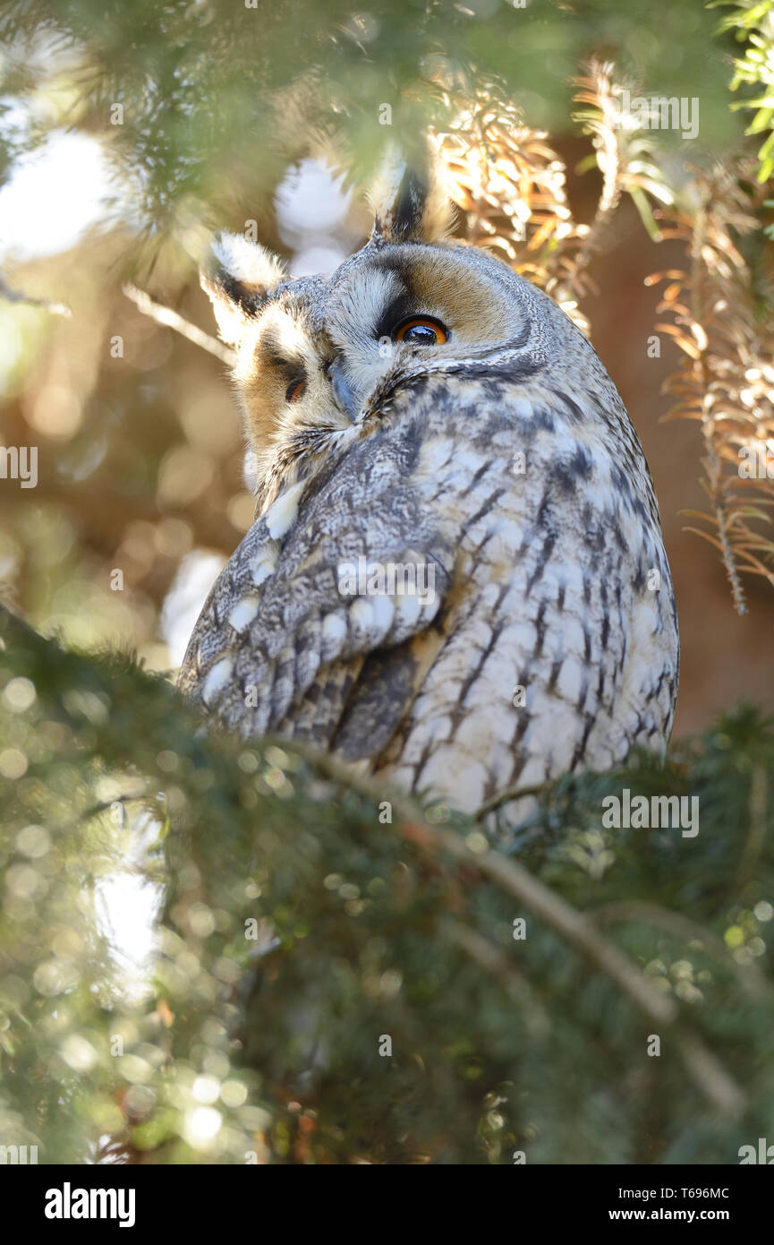 Eared ow hi-res stock photography and images - Alamy