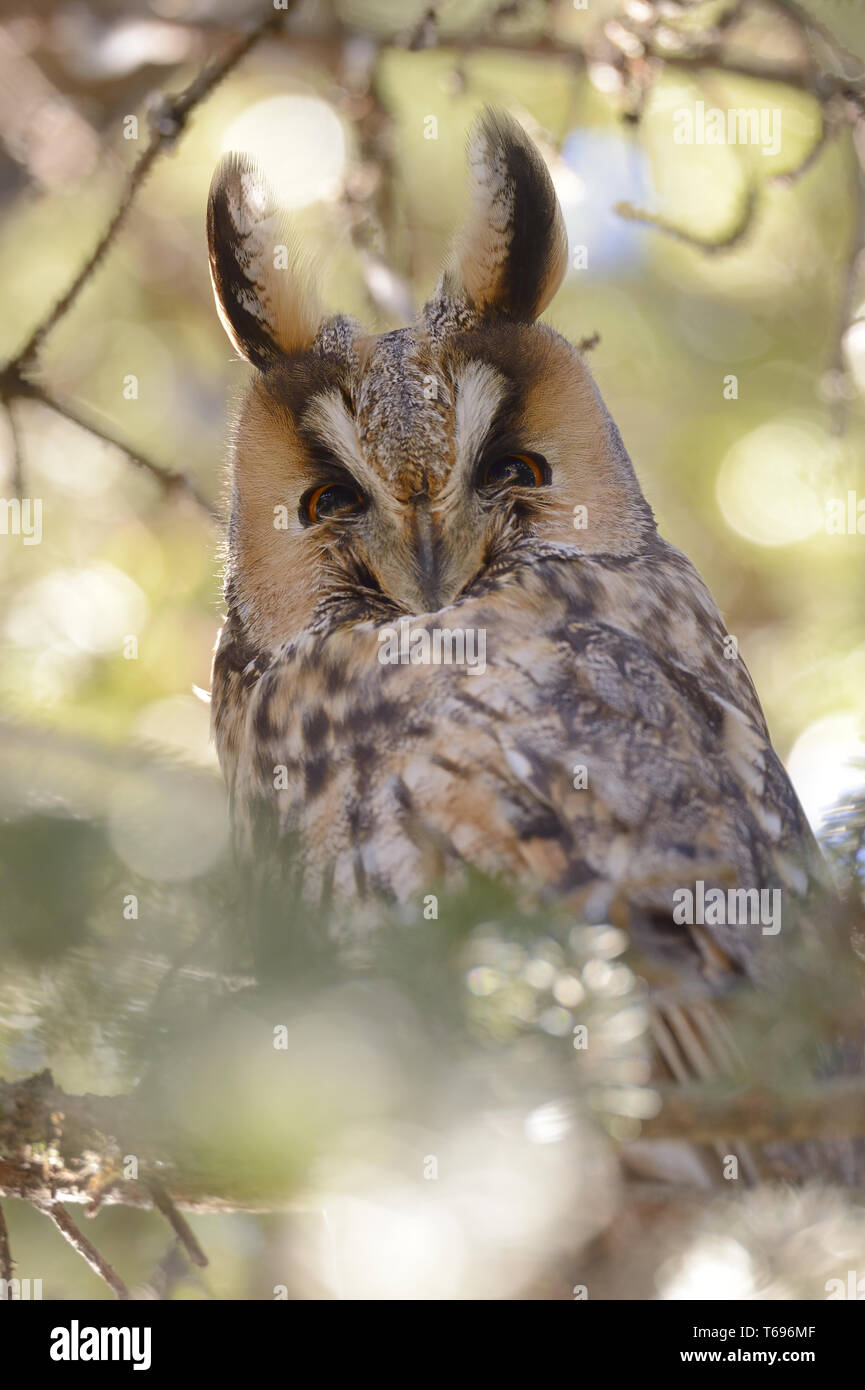 Owls europe hi-res stock photography and images - Alamy