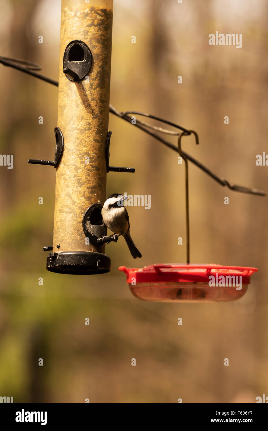 Black capped chickadee birdseed hi-res stock photography and images - Alamy