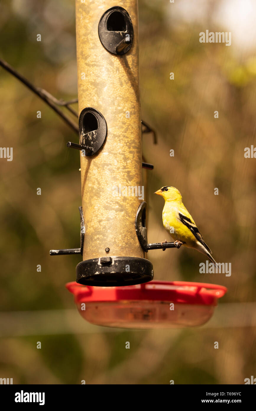 Male goldfinch hi-res stock photography and images - Alamy