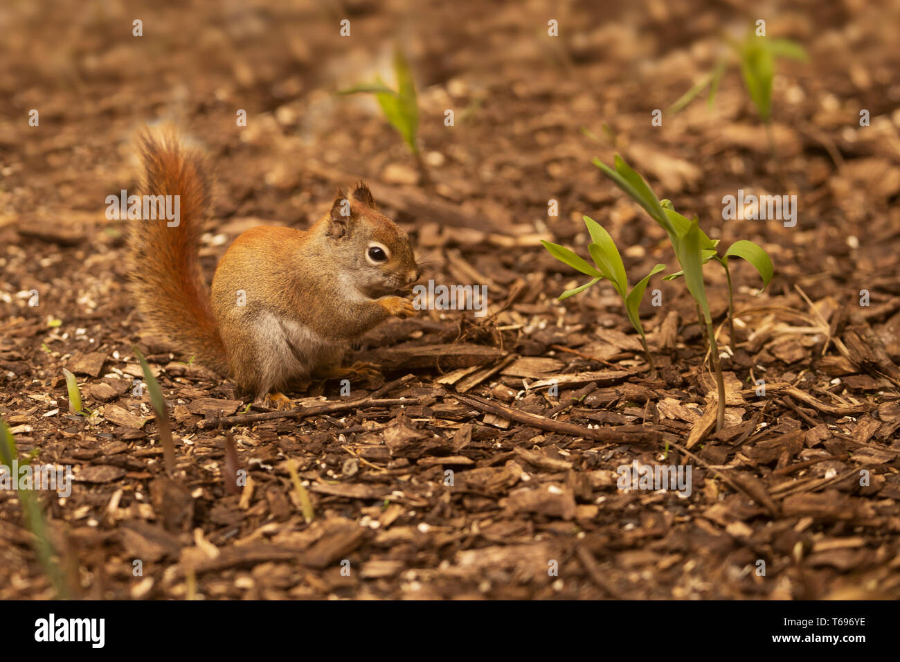 North american ground squirrel hi-res stock photography and images - Alamy