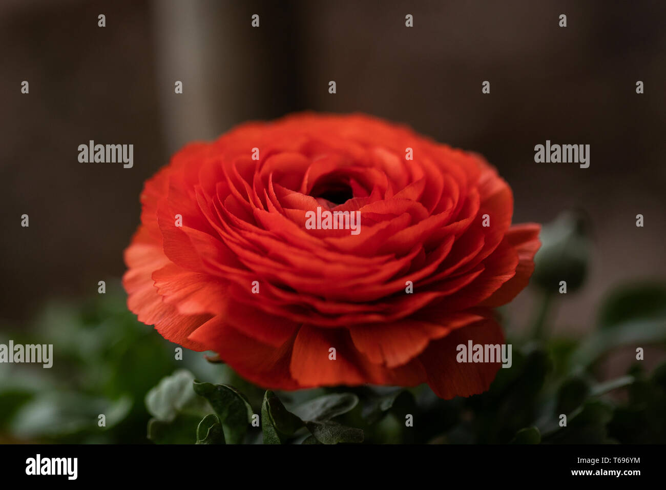 Double flowered hi-res stock photography and images - Alamy