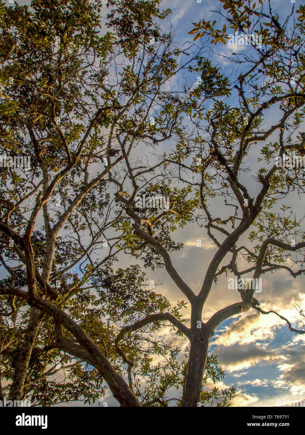 The light of sunset illuminates the crown of an oak tree, in the Andean ...