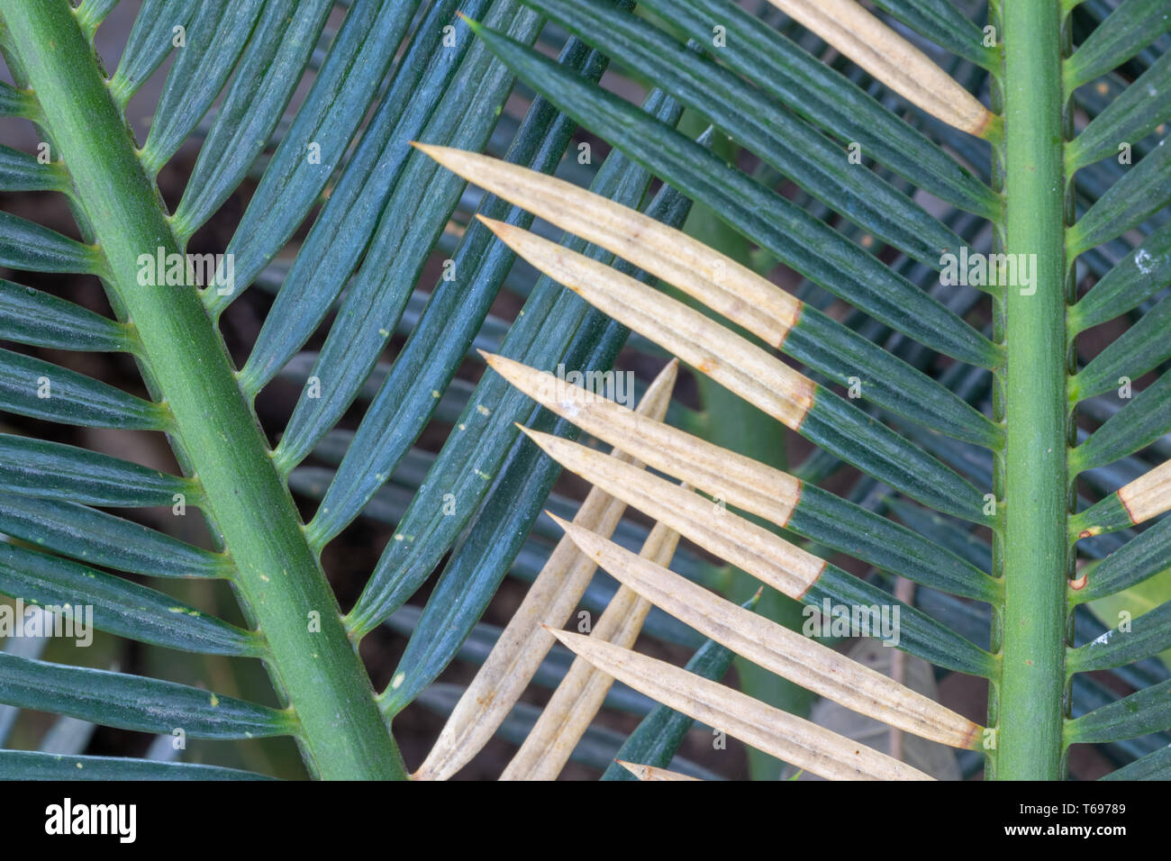 Palm tree, plant leafs crossing eachother, background and texture Stock ...
