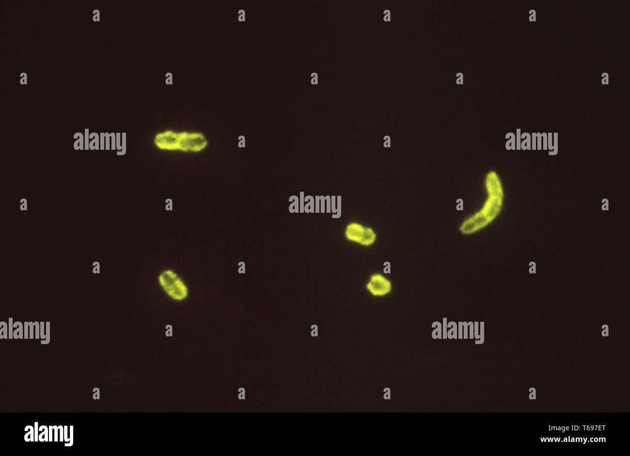 Photomicrograph of Yersinia pestis bacteria using a fluorescent ...
