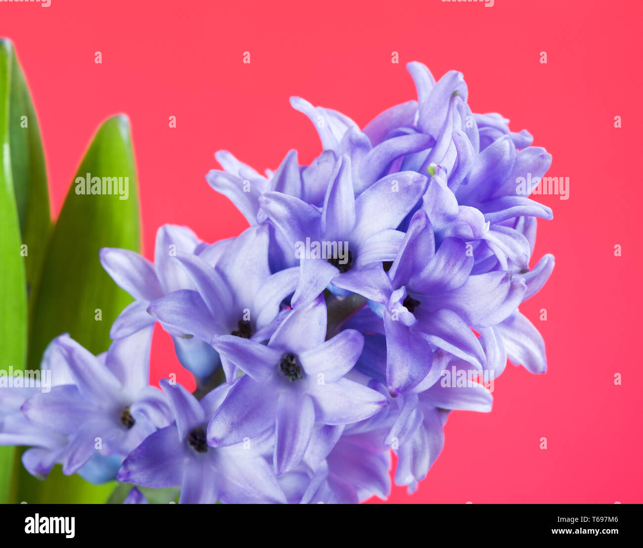 Jacinth flower hi-res stock photography and images - Alamy