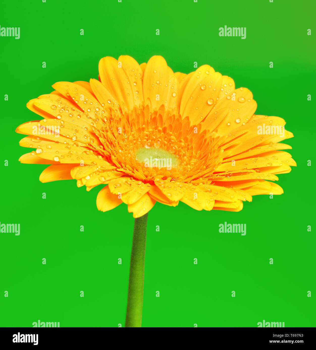 Yellow Gerbera Flower Stock Photo - Alamy
