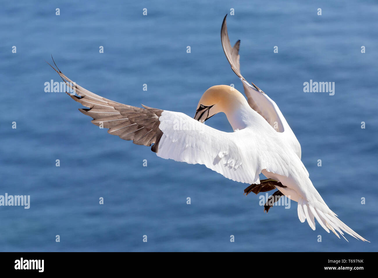 flying northern gannet, Helgoland Germany Stock Photo - Alamy