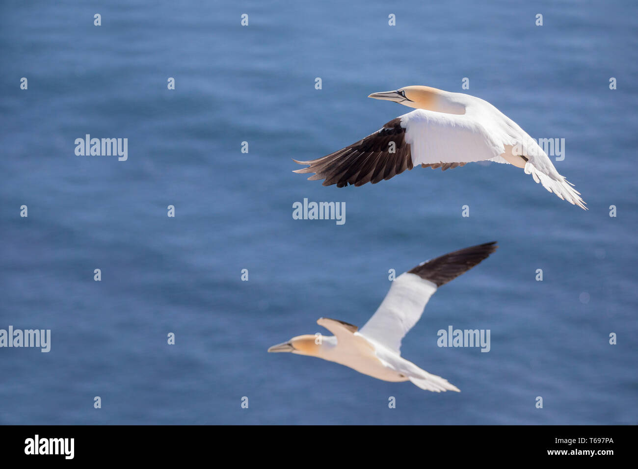 flying northern gannet, Helgoland Germany Stock Photo - Alamy