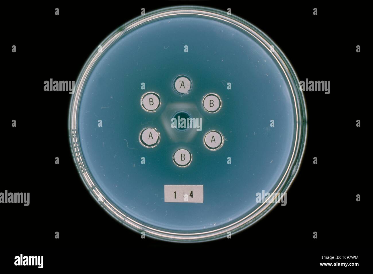 Agar gel reactions of Actinomyces sp. strains X-407 and X-573, with ...