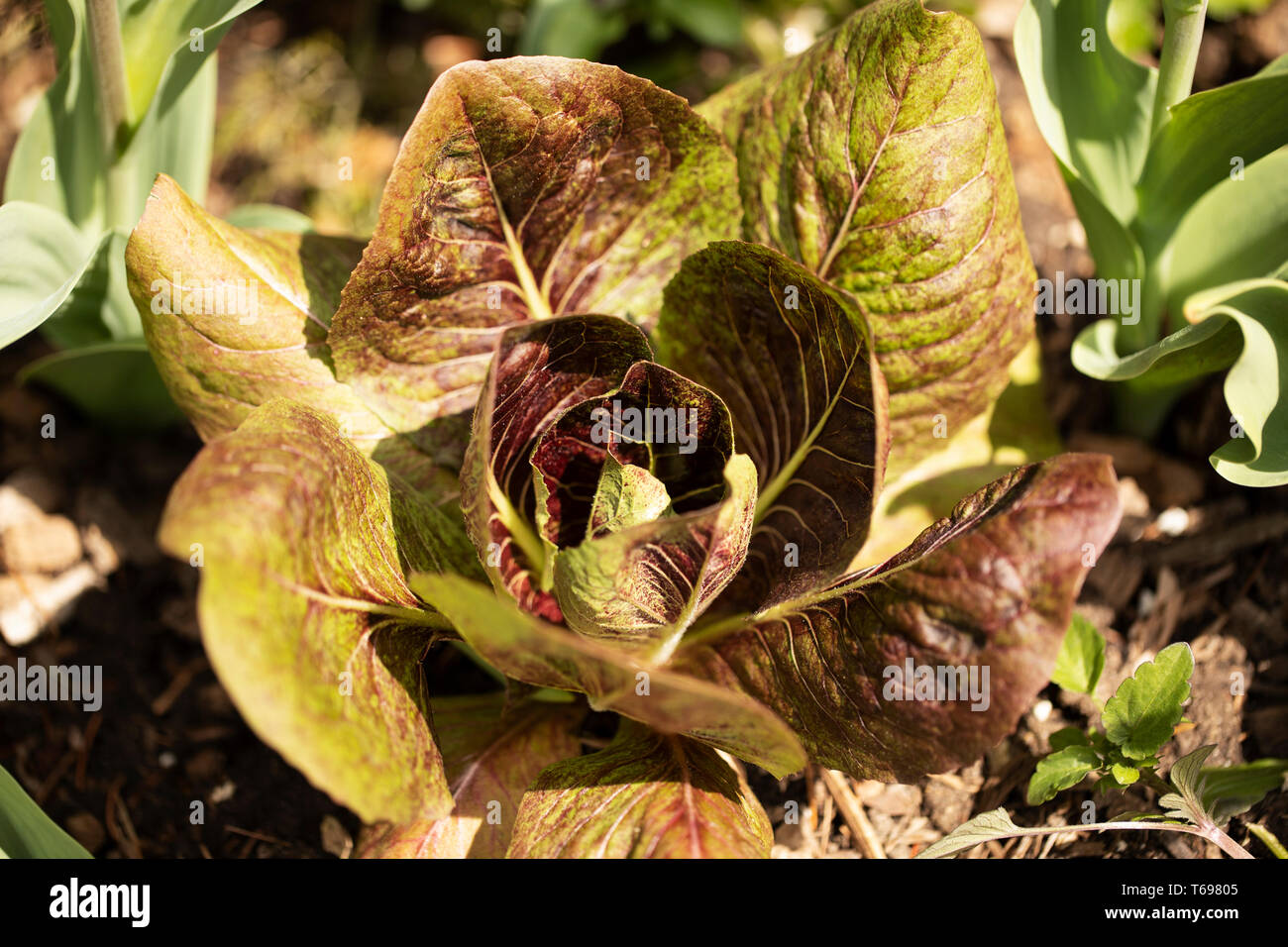 Radicchio (cichorium intybus) in variety Fiero, sometimes known as ...