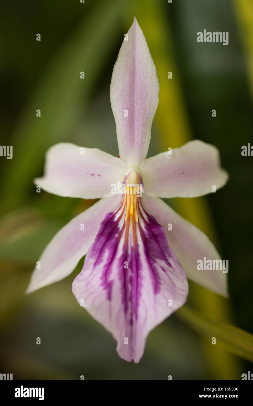 Outstanding miltonia hi-res stock photography and images - Alamy