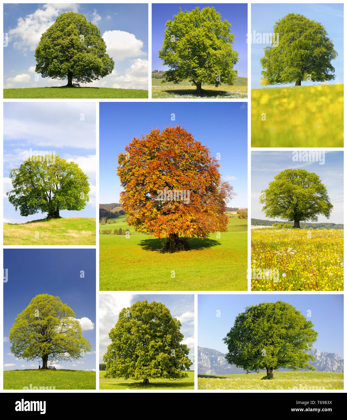 linden tree, genus tilia Stock Photo - Alamy