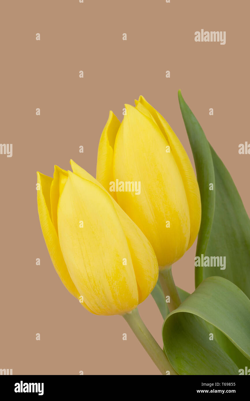 Spring tuli hi-res stock photography and images - Alamy