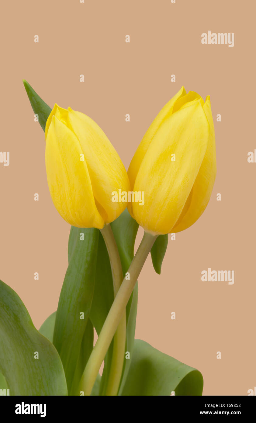 spring yellow tulips Stock Photo - Alamy