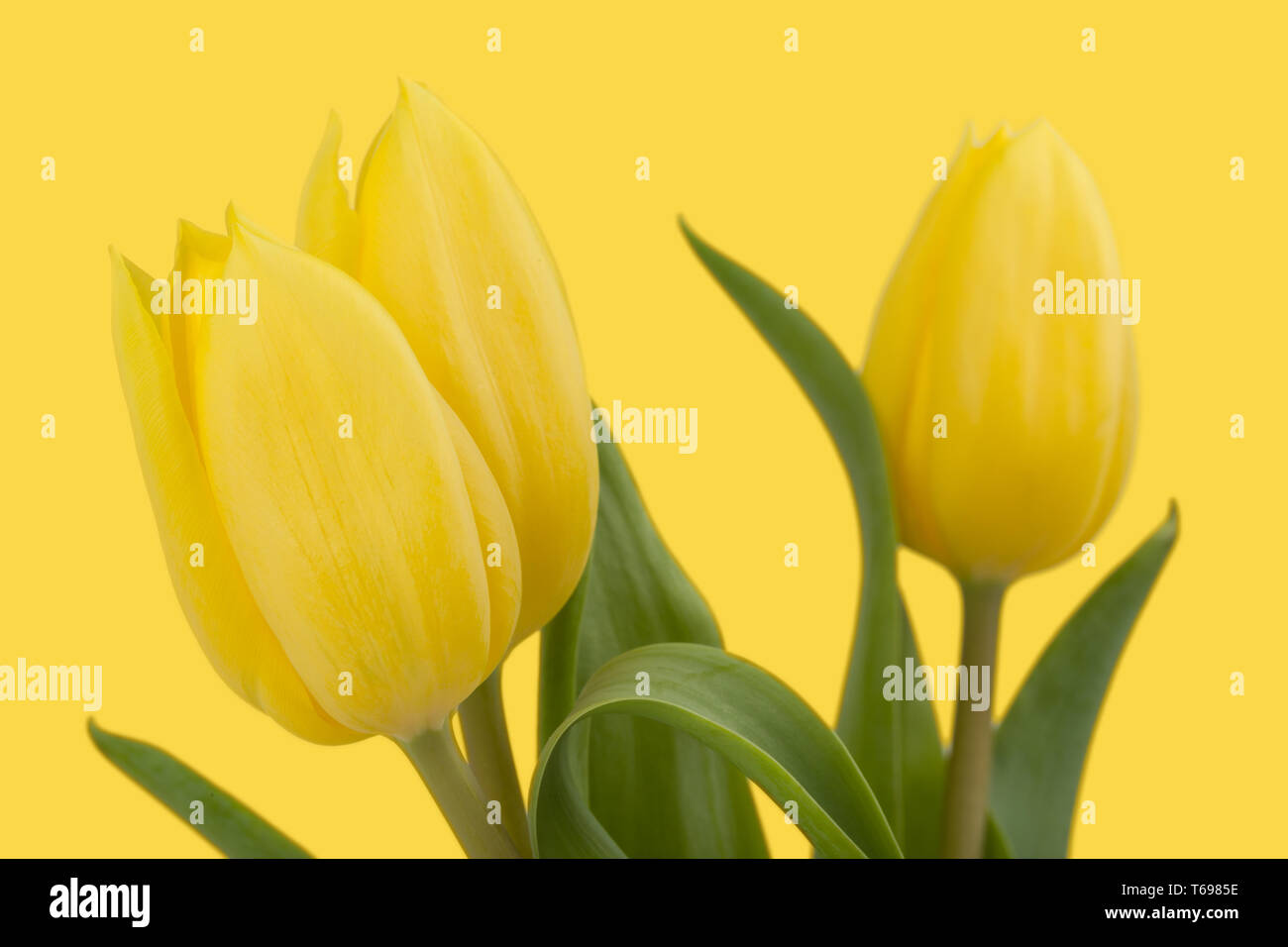 spring yellow tulips Stock Photo - Alamy