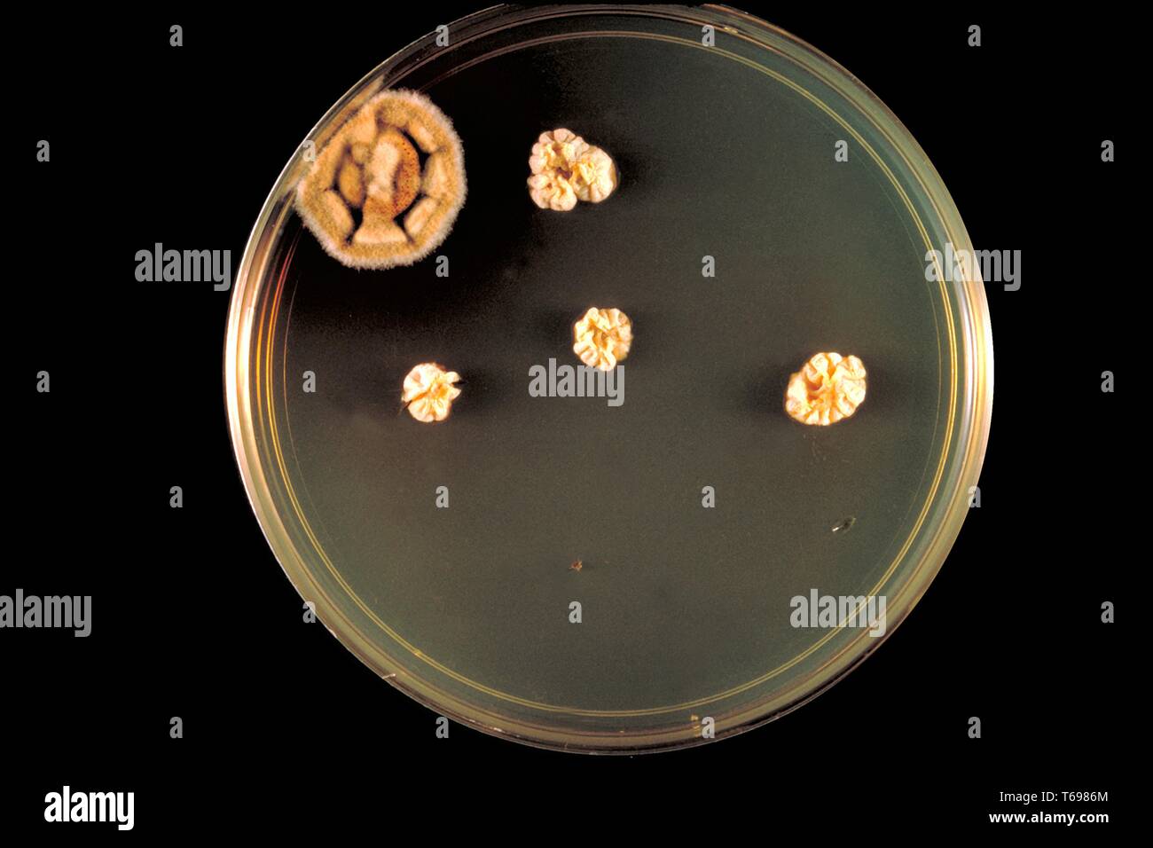 Trichophyton concentricum hi-res stock photography and images - Alamy