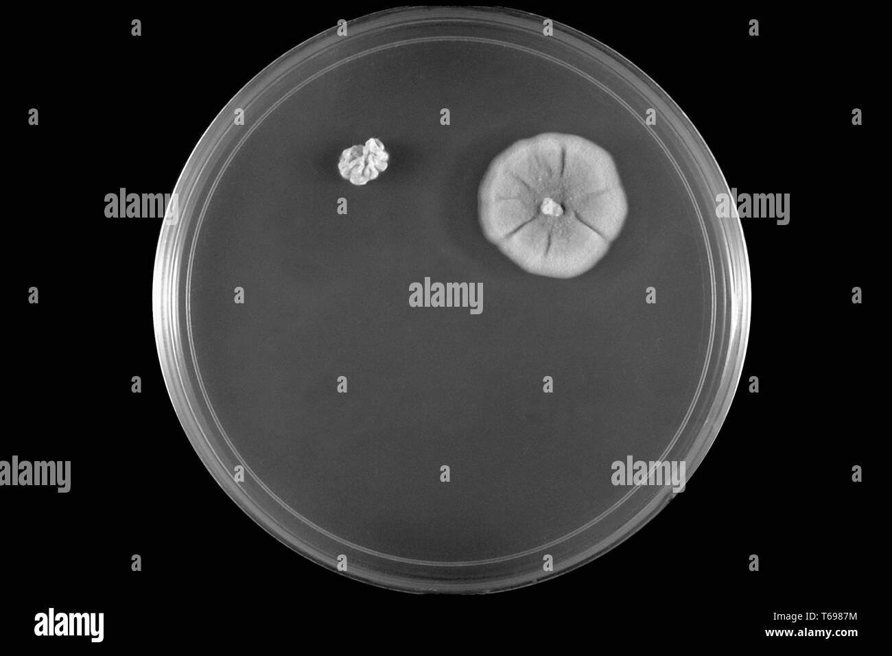 Colonies of the fungus trichophyton concentricum hi-res stock ...