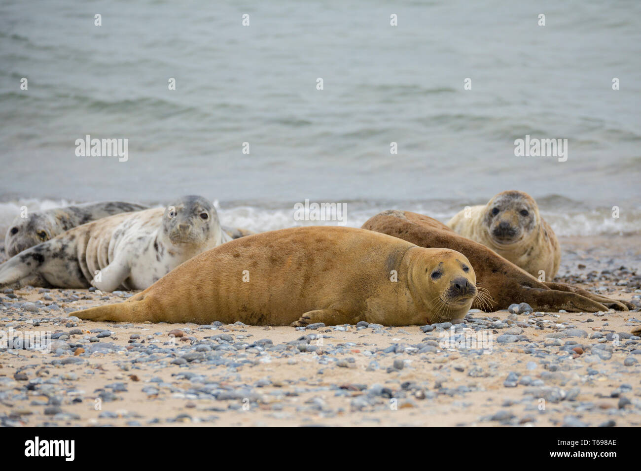 atlantic Grey Seal portrait Stock Photo - Alamy