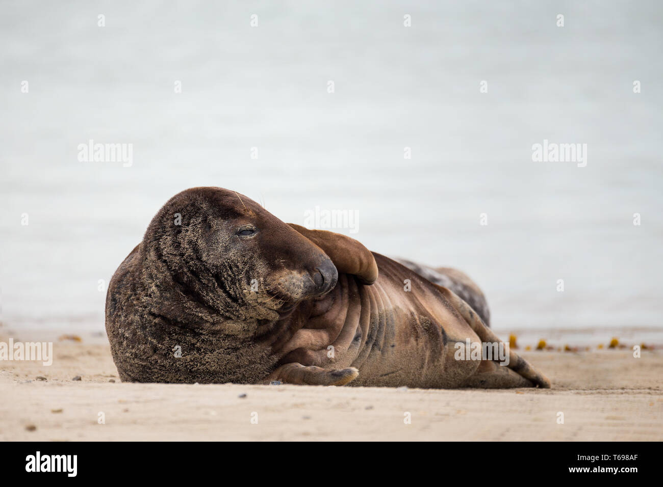 atlantic Grey Seal portrait Stock Photo - Alamy