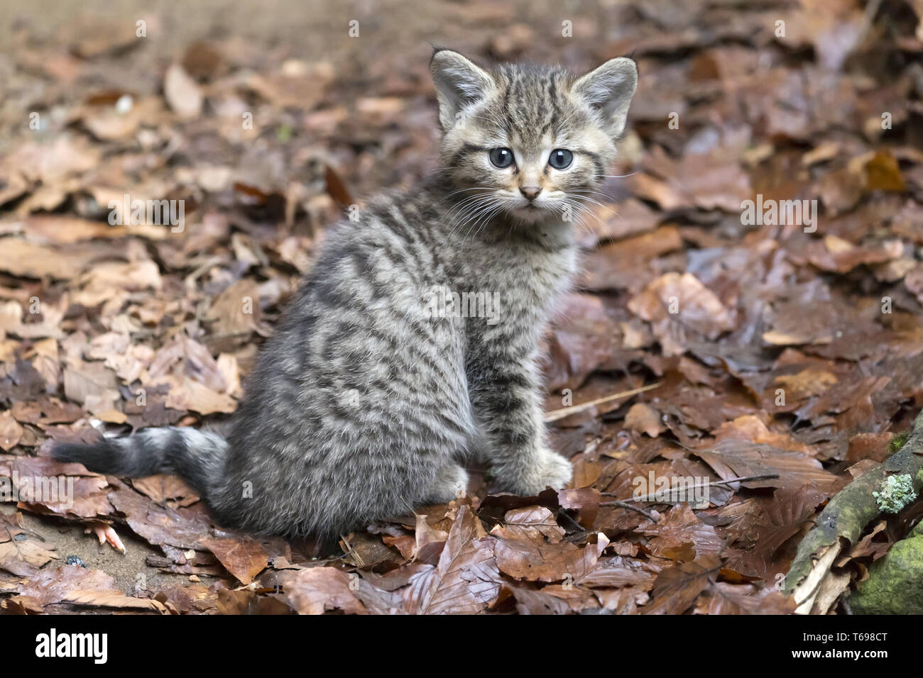 European Wild Cat, Felis silvestris, South Germany Stock Photo - Alamy