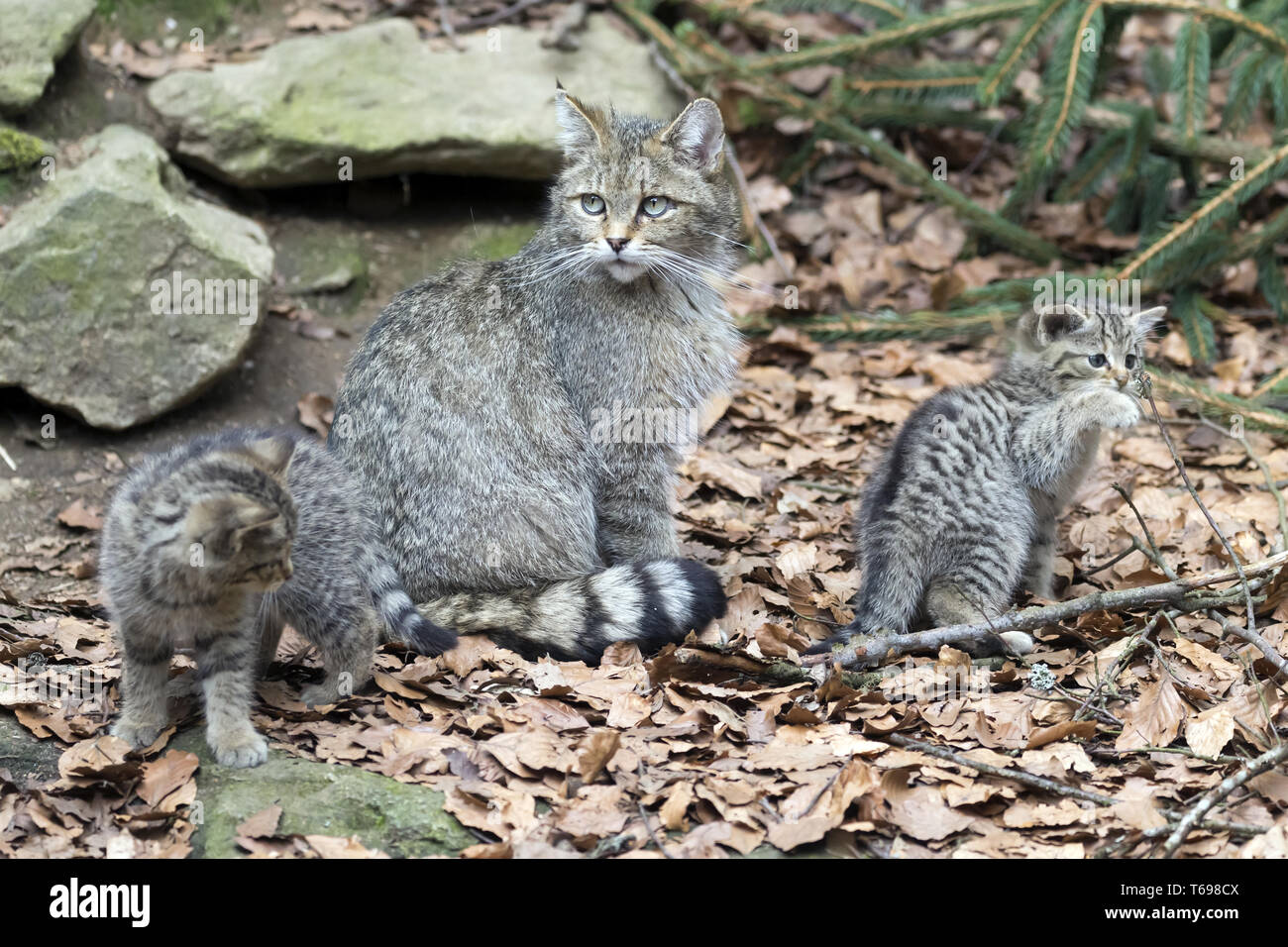 European Wild Cat, Felis silvestris, South Germany Stock Photo - Alamy