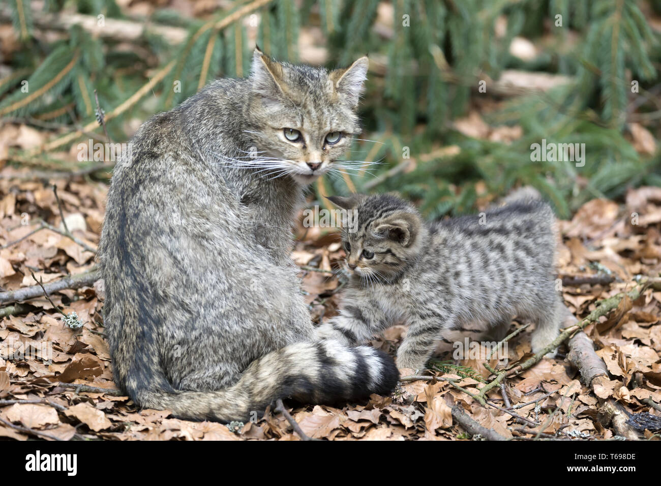 European Wild Cat, Felis silvestris, South Germany Stock Photo - Alamy