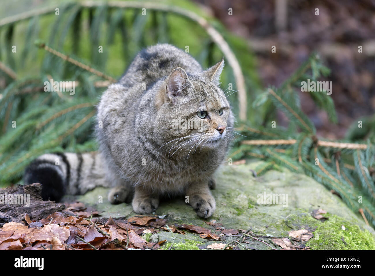 European Wild Cat, Felis silvestris, South Germany Stock Photo - Alamy