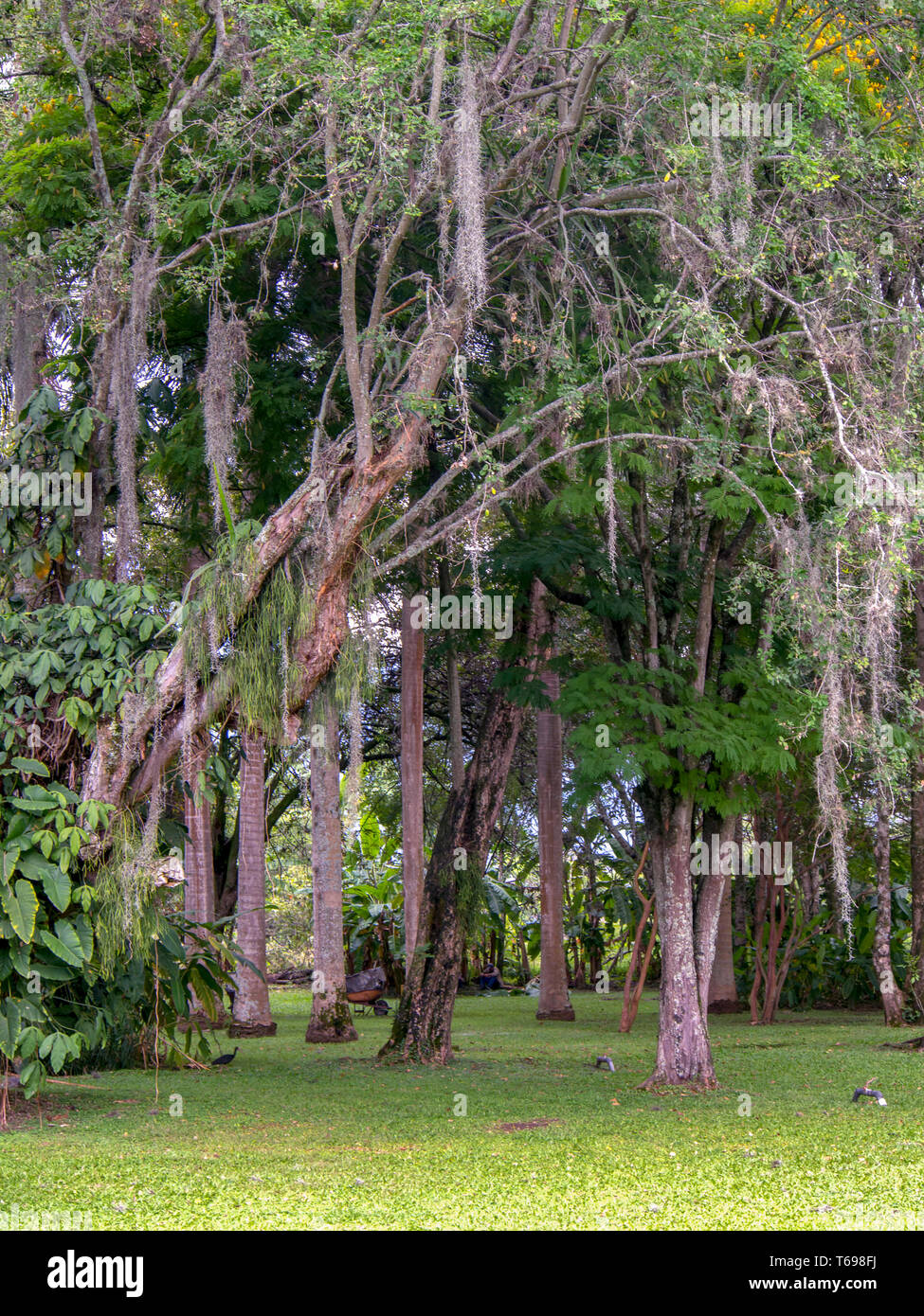 Trees at a tropical garden typical from the warm climate. Captured at ...