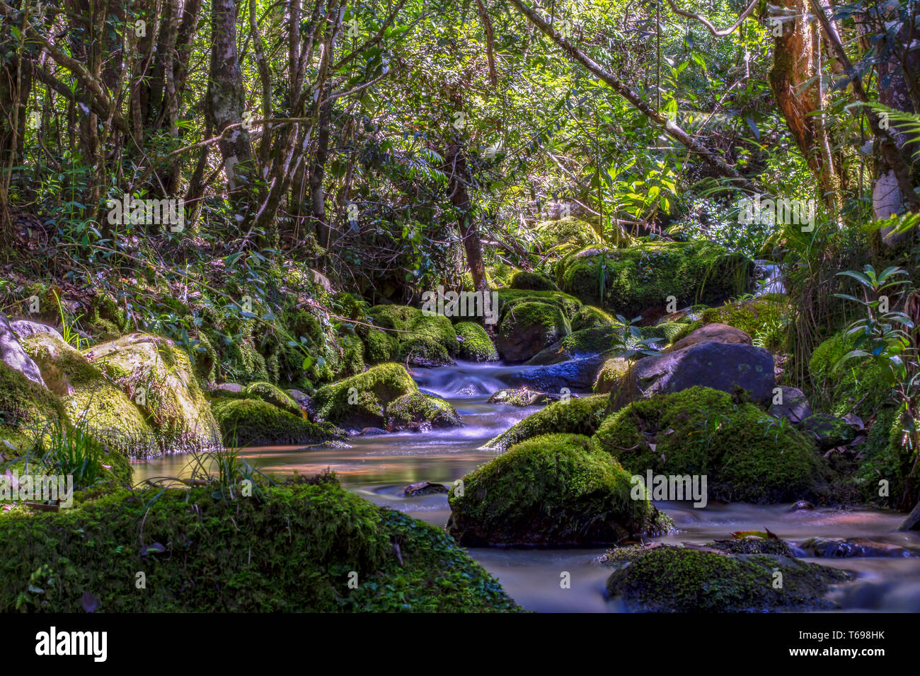 Moss Rocks Trees High Resolution Stock Photography and Images - Alamy