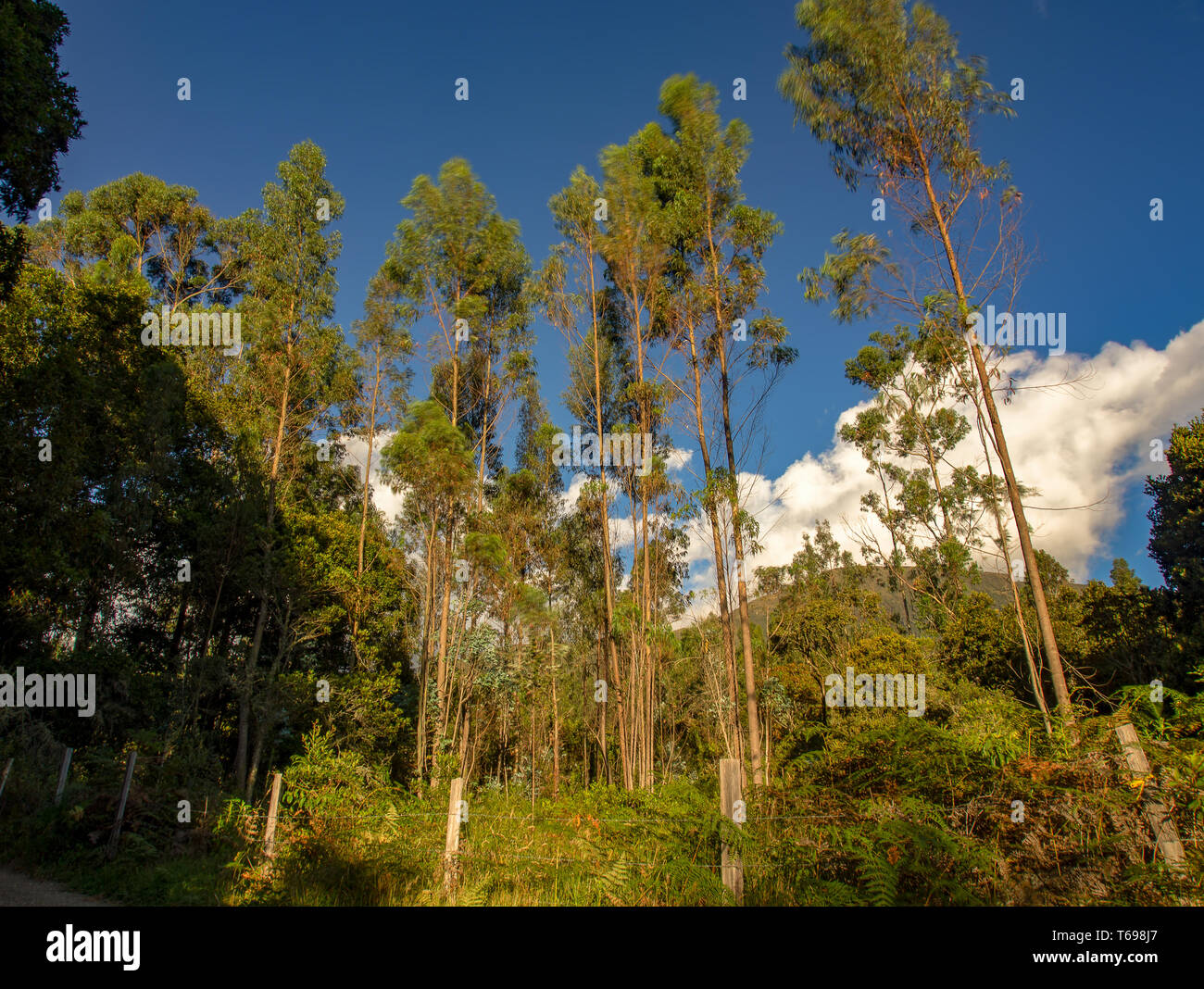 Multiple exposure of an eucalyptus forest lighten with the sun of ...