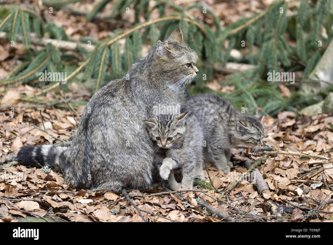 European Wild Cat, Felis silvestris, South Germany Stock Photo - Alamy