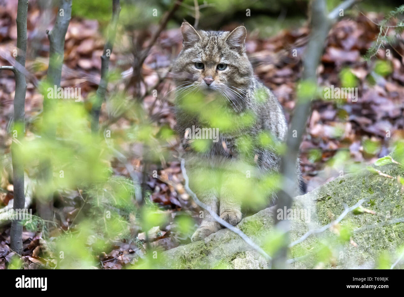 European wildcat cub hi-res stock photography and images - Alamy
