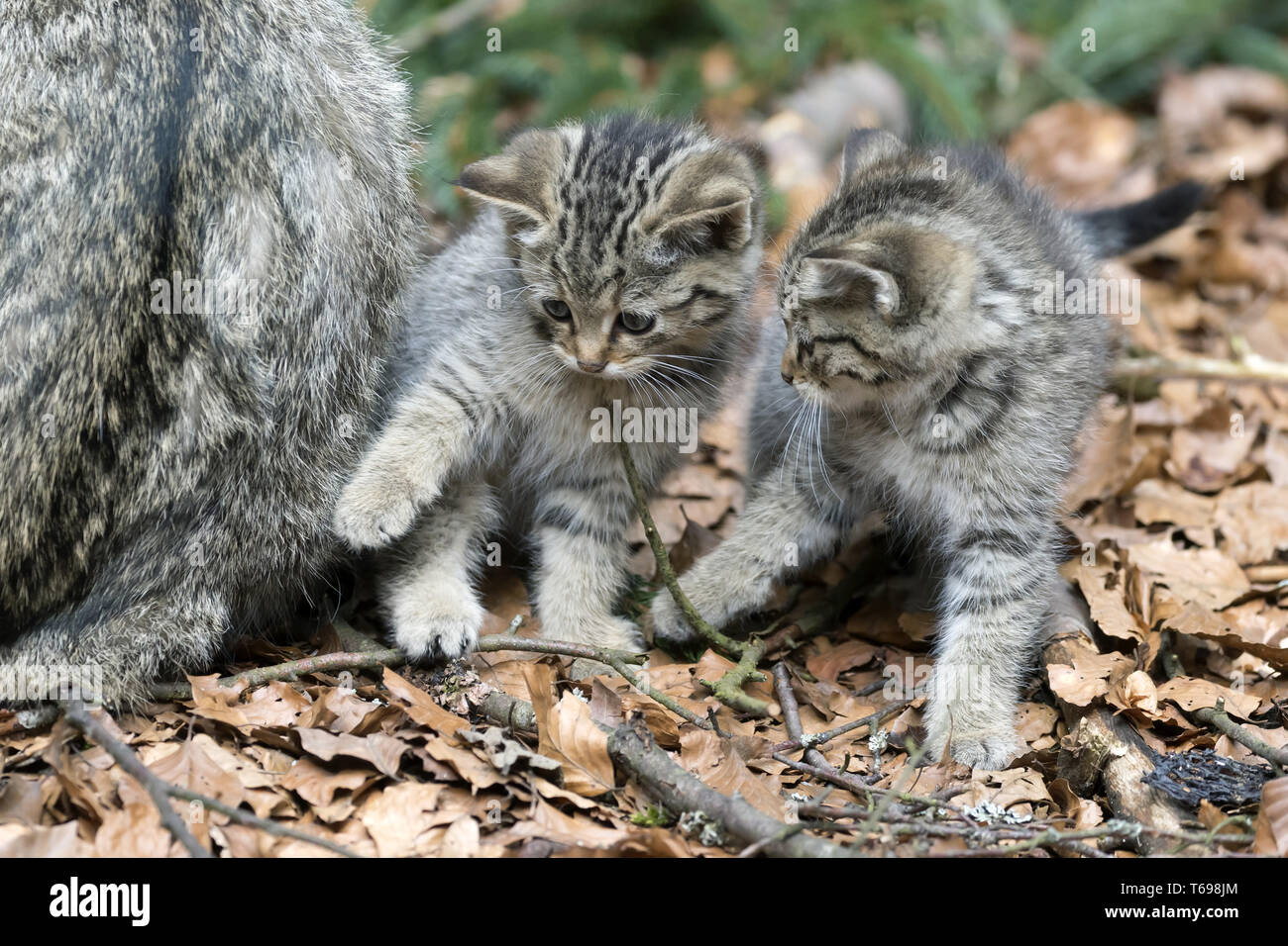 European Wild Cat, Felis silvestris, South Germany Stock Photo - Alamy