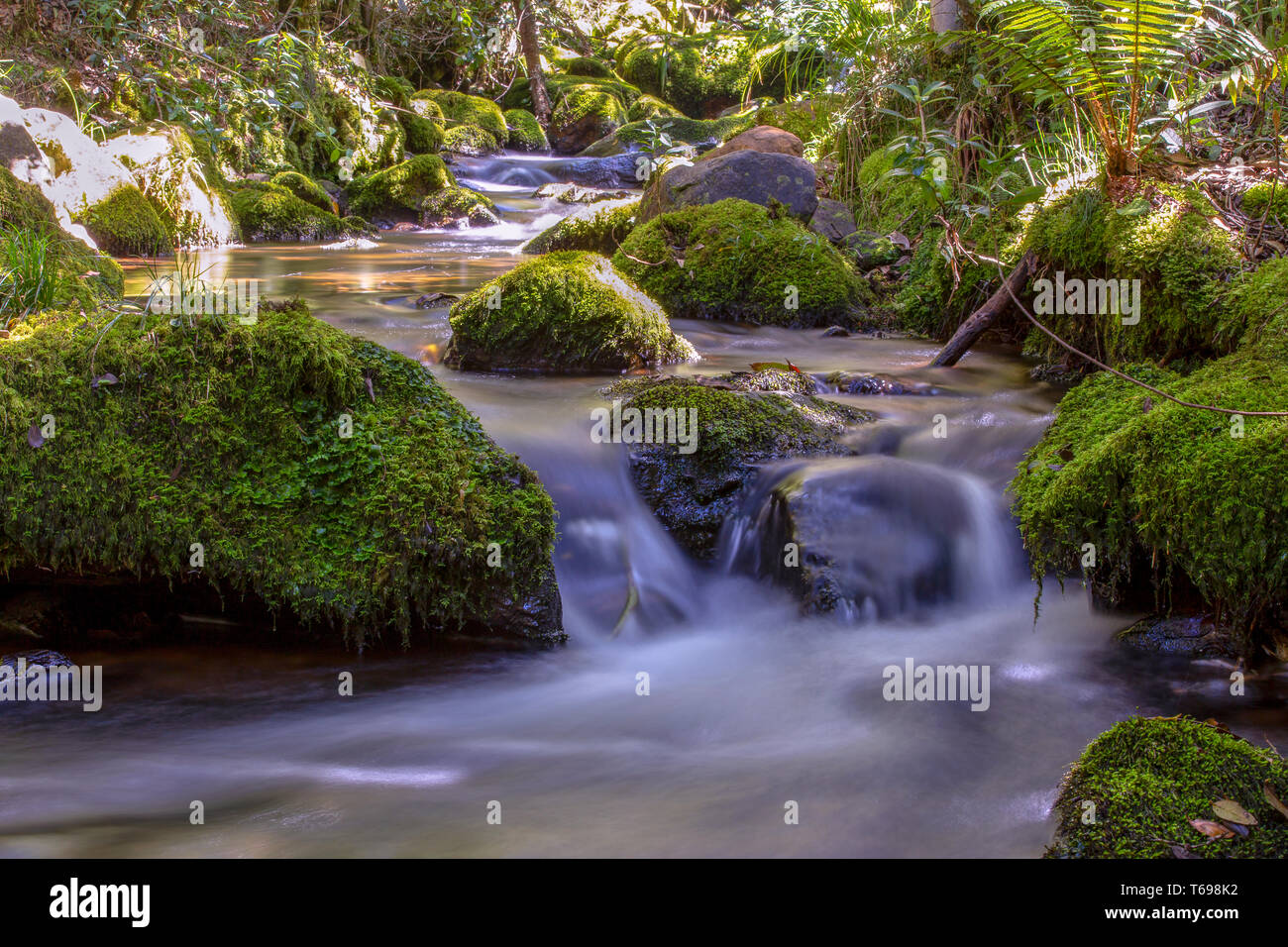 Moss Rocks Trees High Resolution Stock Photography and Images - Alamy