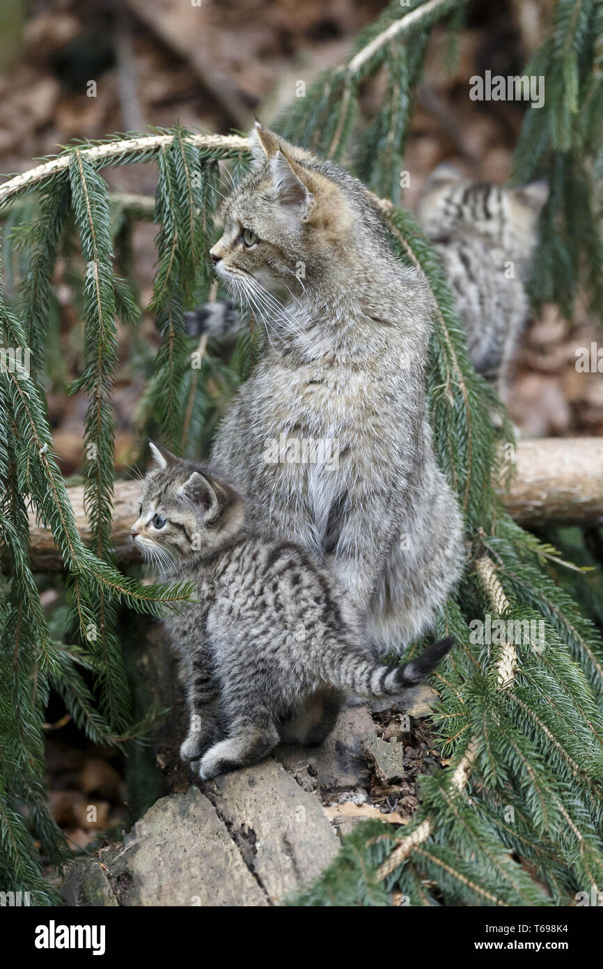 European Wild Cat, Felis silvestris, South Germany Stock Photo - Alamy