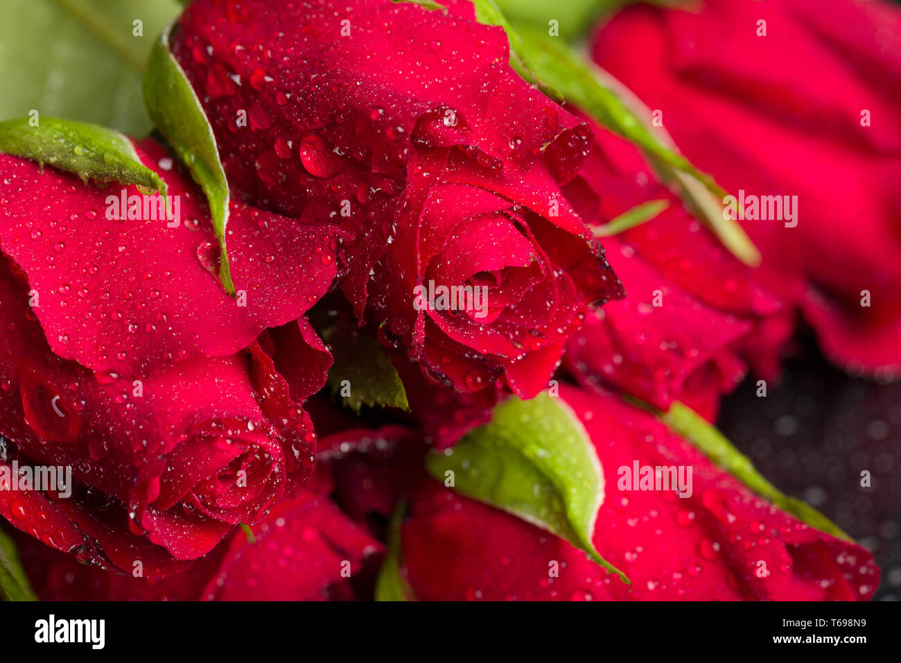 fresh red rose Stock Photo - Alamy