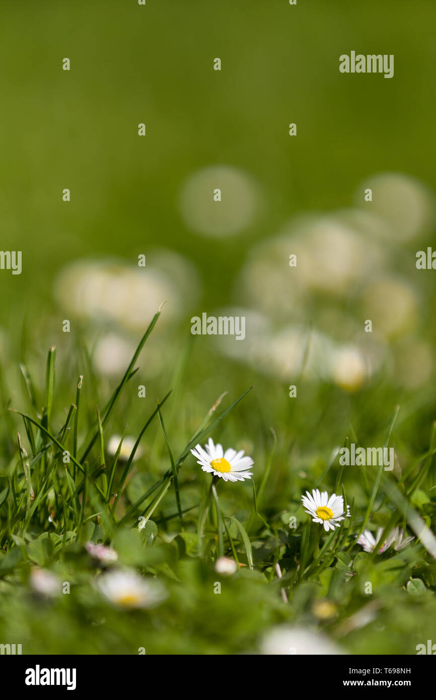 small daisy flower Stock Photo - Alamy