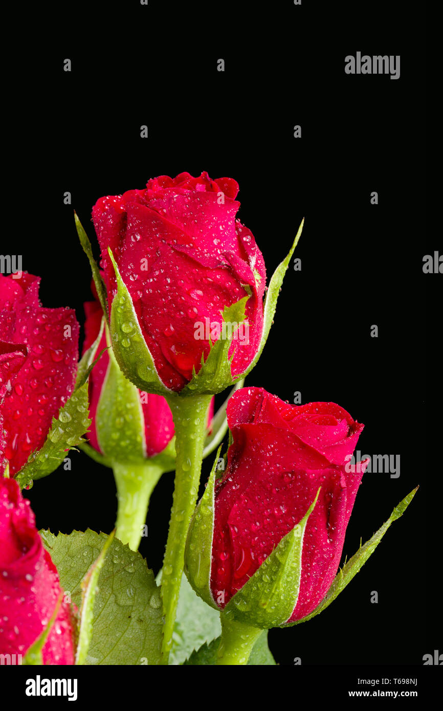 fresh red rose on black Stock Photo - Alamy