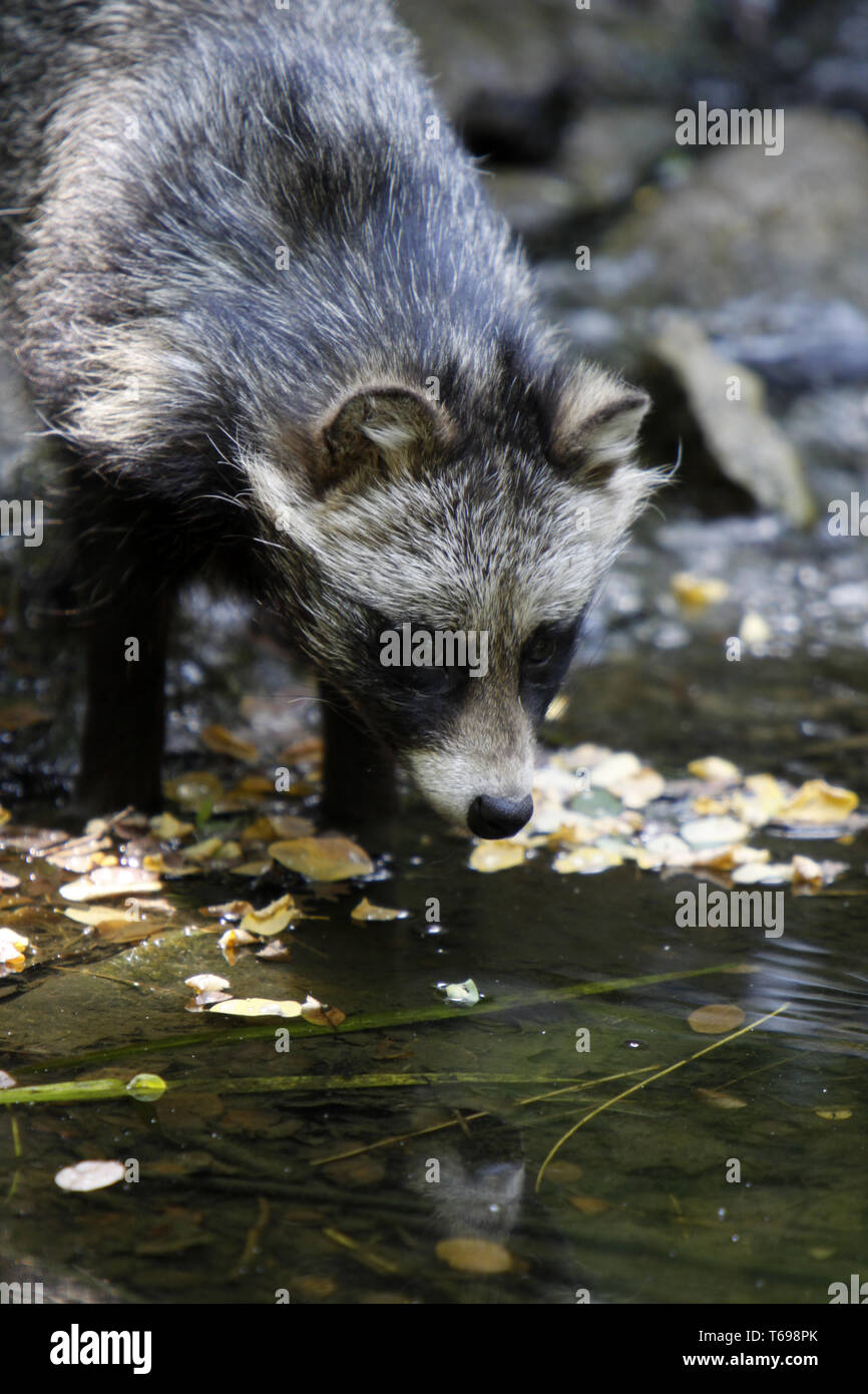 Raccoon dog, Nyctereutes procyonoides Stock Photo - Alamy