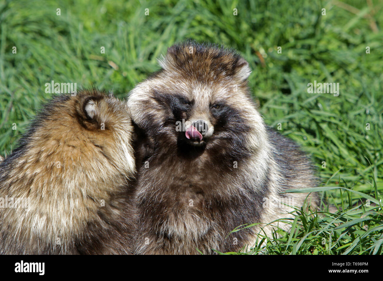 Raccoon dog, Nyctereutes procyonoides Stock Photo - Alamy