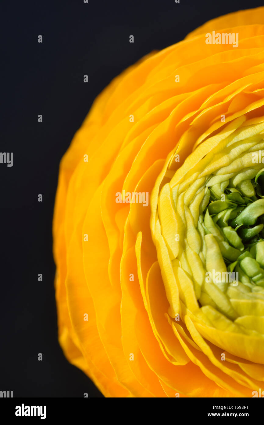 yellow ranunculus flower Stock Photo - Alamy